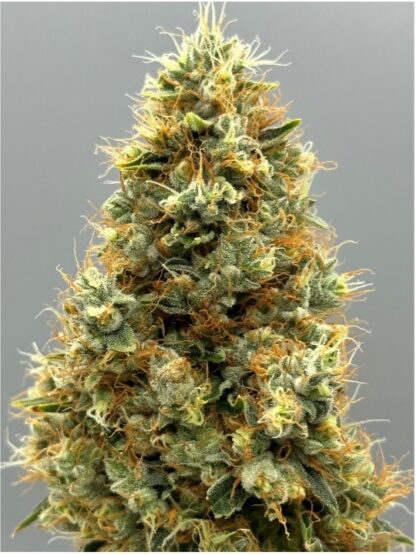 Double Black Chunk | CBG Seed Source